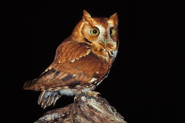 Learn owl about Missouri birds during free MDC program | Fulton Sun