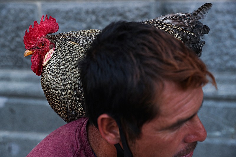 Roosting Rooster | Texarkana Gazette
