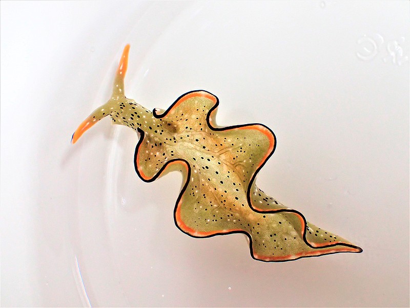 Heads up: Sea slugs grow new bodies after decapitation | Texarkana Gazette