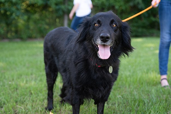 Group moves rescued dogs to Northeast to find a better life | Texarkana ...