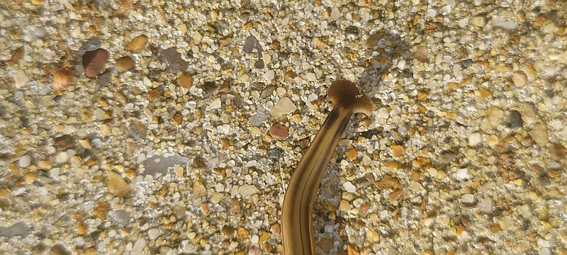 What's with the worms? | Is another invasive species invading East ...