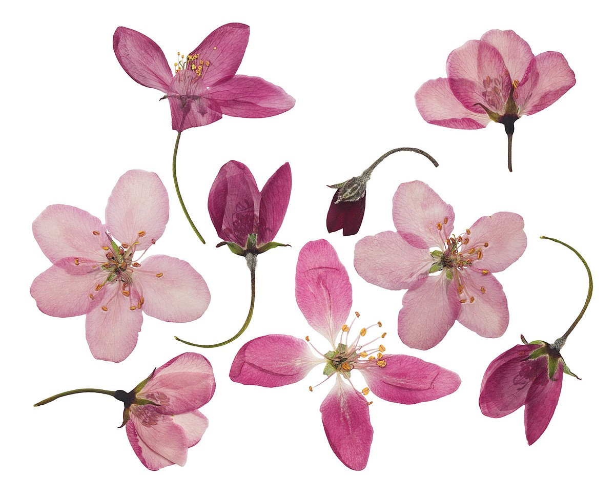 HER | Practical tips for drying flowers | Texarkana Gazette