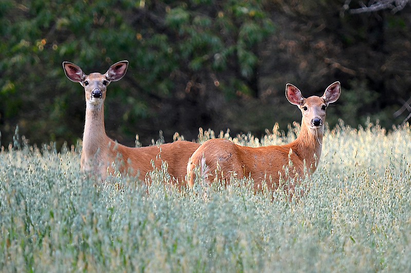 Driftwood Outdoors: Hitting the road for Midwest deer hunting this fall ...