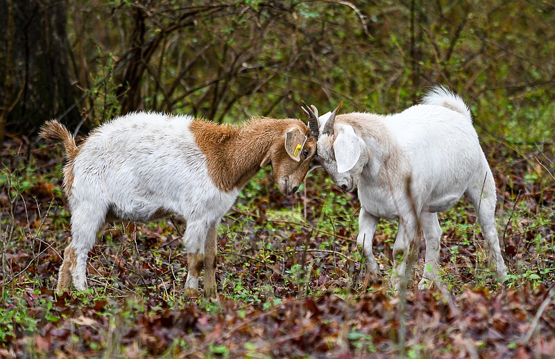 Invasives got your goat? | Jefferson City News Tribune