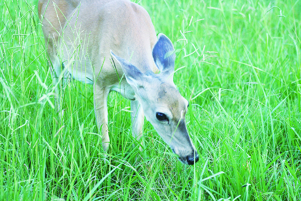 Urban deer hunts arrow needs of hunters, residents | The Arkansas ...