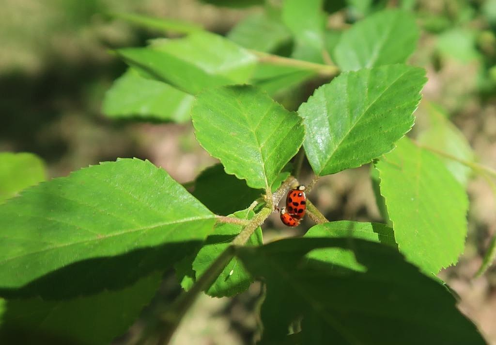 Insects in the garden | The Arkansas Democrat-Gazette - Arkansas' Best ...