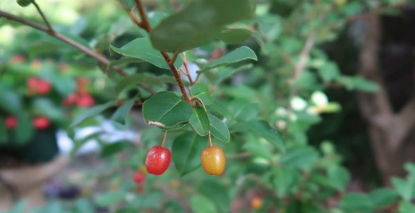 Goumi Berry an unusual fruit | The Arkansas Democrat-Gazette - Arkansas ...