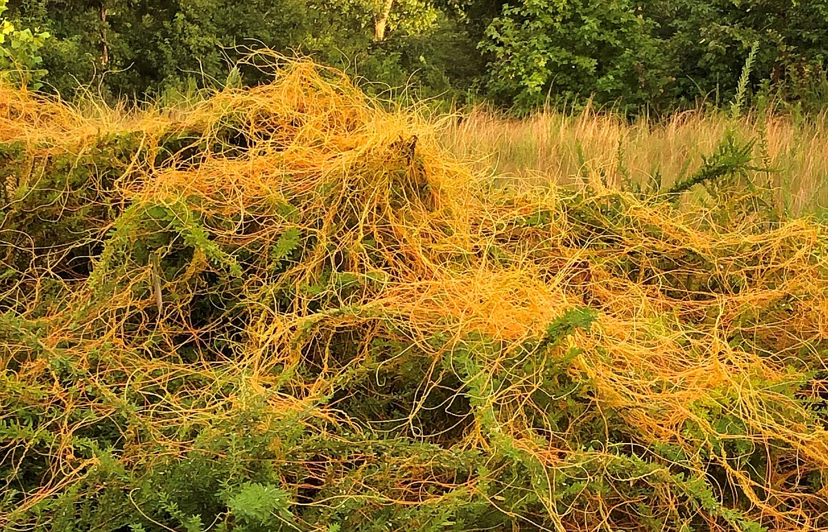 Dodder - Not a vine to love | The Arkansas Democrat-Gazette - Arkansas' Best News Source