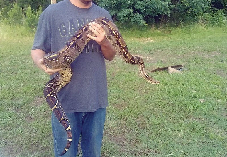 10-foot boa on loose in Van Buren County | Northwest Arkansas Democrat ...