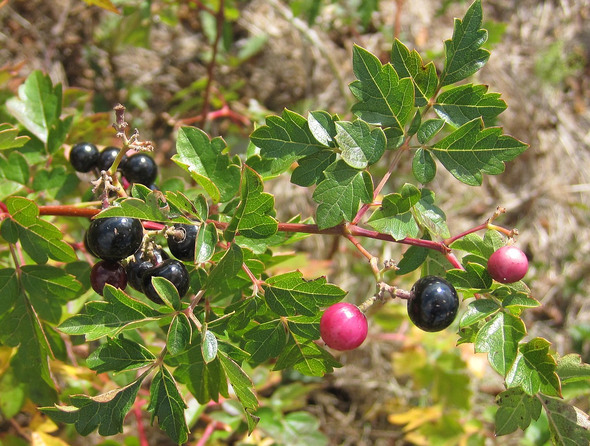 Two native plants and a fall blooming shrub | The Arkansas Democrat ...