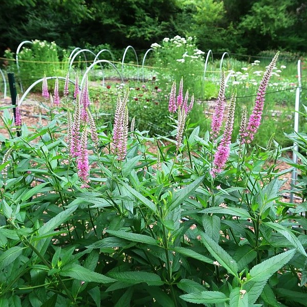 Gladiolus, Veronica, Texas Sage and a groundcover Vitex | The Arkansas ...