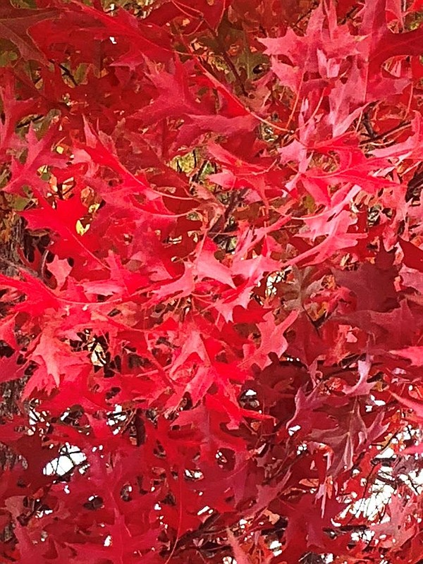 A glorious fall! | The Arkansas Democrat-Gazette - Arkansas' Best News ...