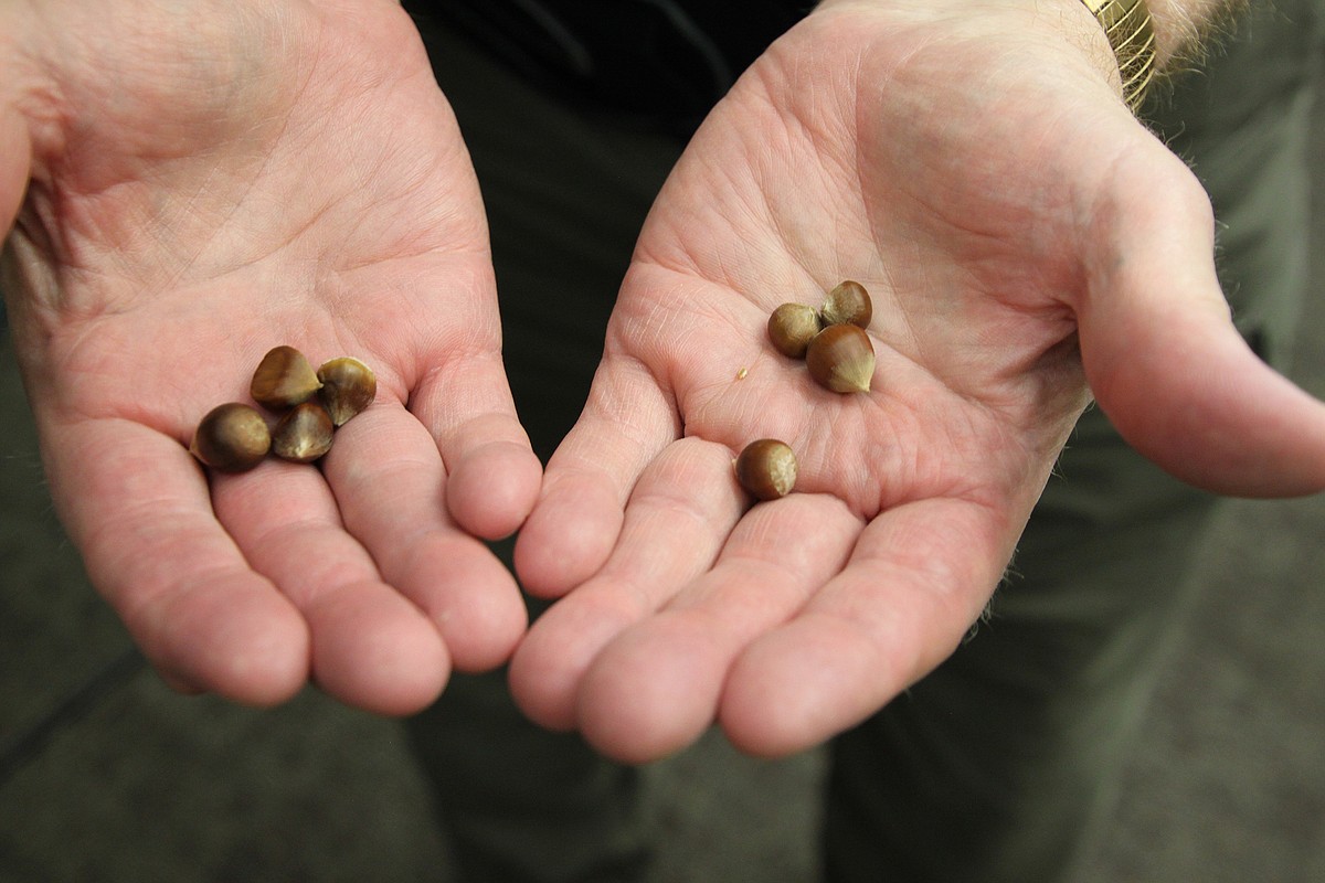Arkansas efforts to restore vanishing Ozark chinquapin trees take root ...