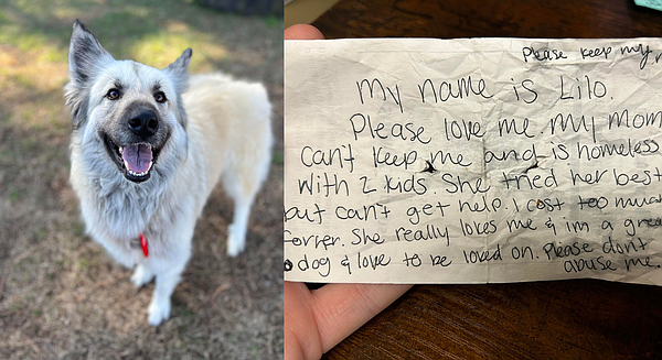 ‘Please love me’: Note attached to dog found in Chattanooga leads ...