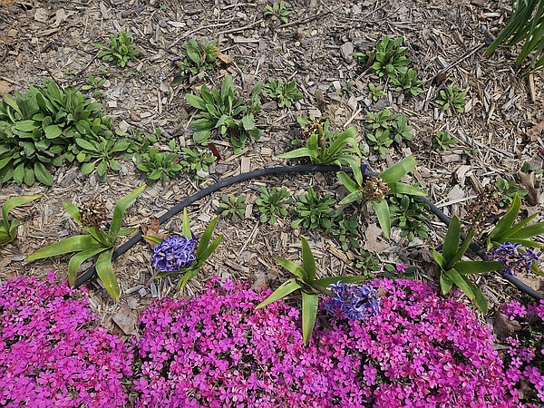 IN THE GARDEN: Evening primrose, black-eyed Susan ready and willing to ...