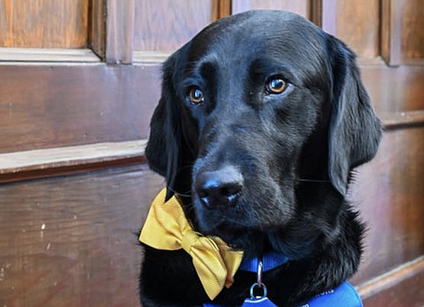Ari the dog brings ‘calming presence’ to courthouse proceedings in ...
