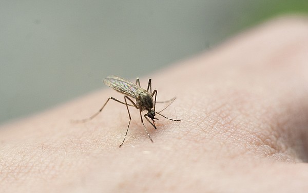 BreakPoint: Mosquitoes are getting stronger, but God has given only ...