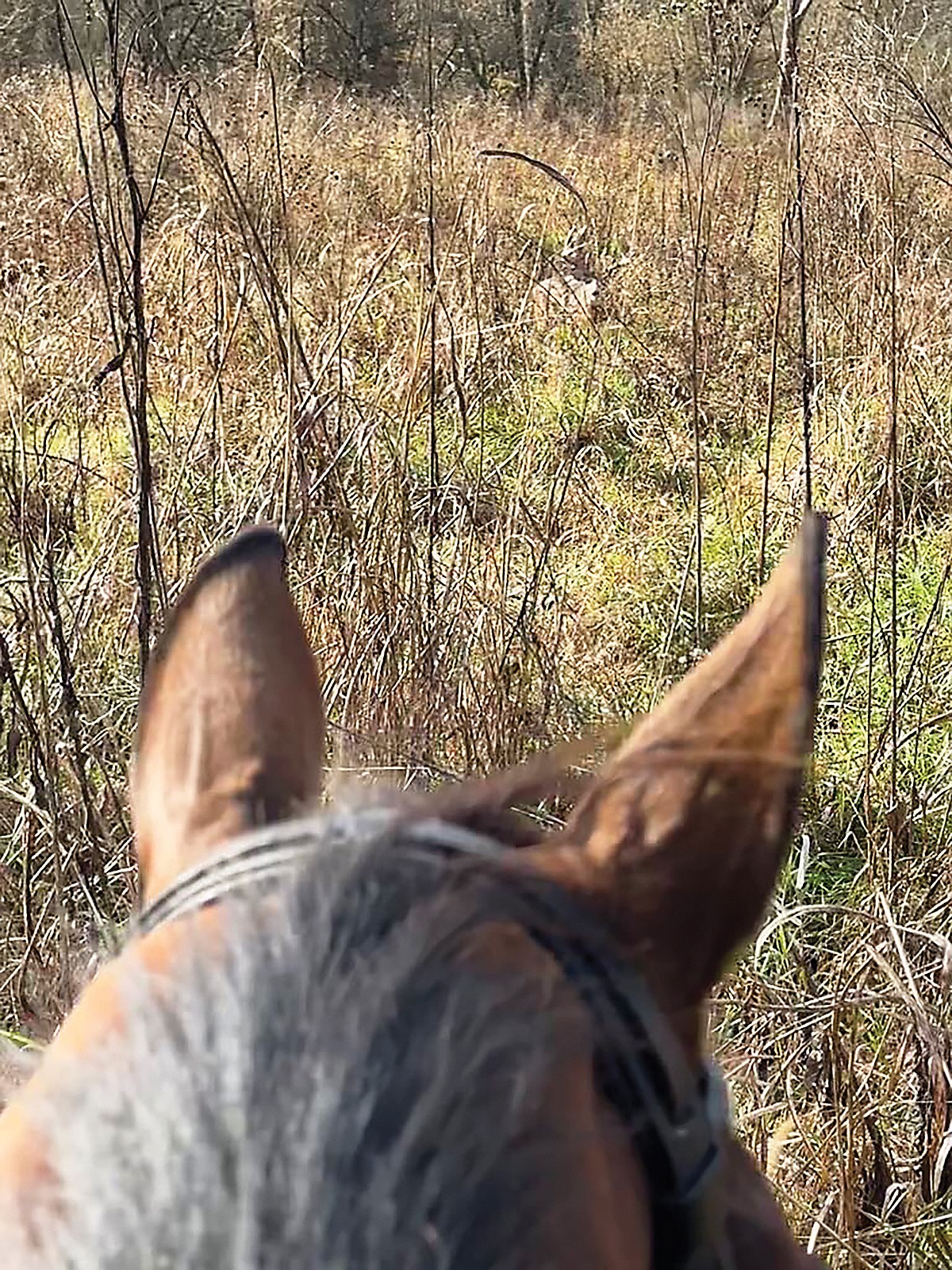 Driftwood Outdoors: Deer season turning around after slow start ...