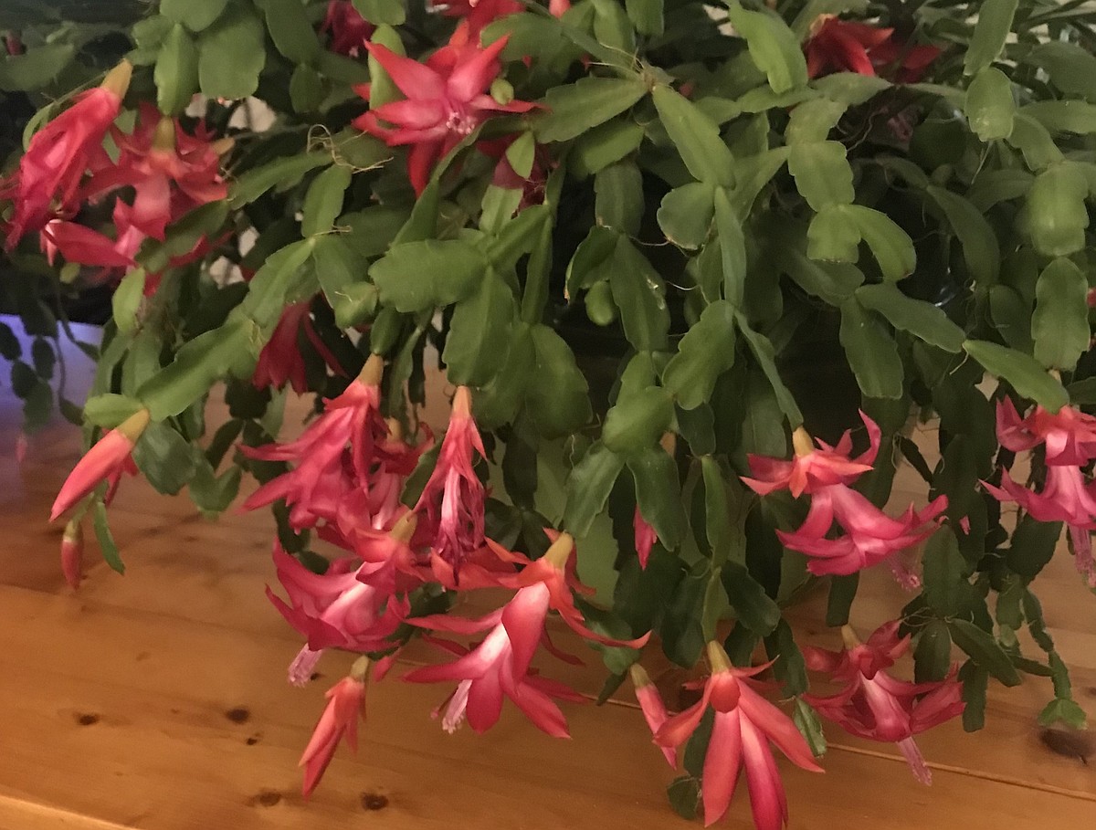 IN THE GARDEN: Temperature makes most difference for Christmas cactus ...