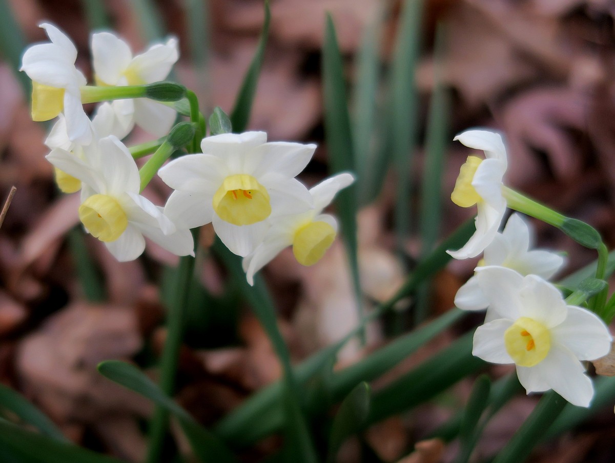 BREAKING GROUND: Daffodils are a welcome sign that spring is on the ...