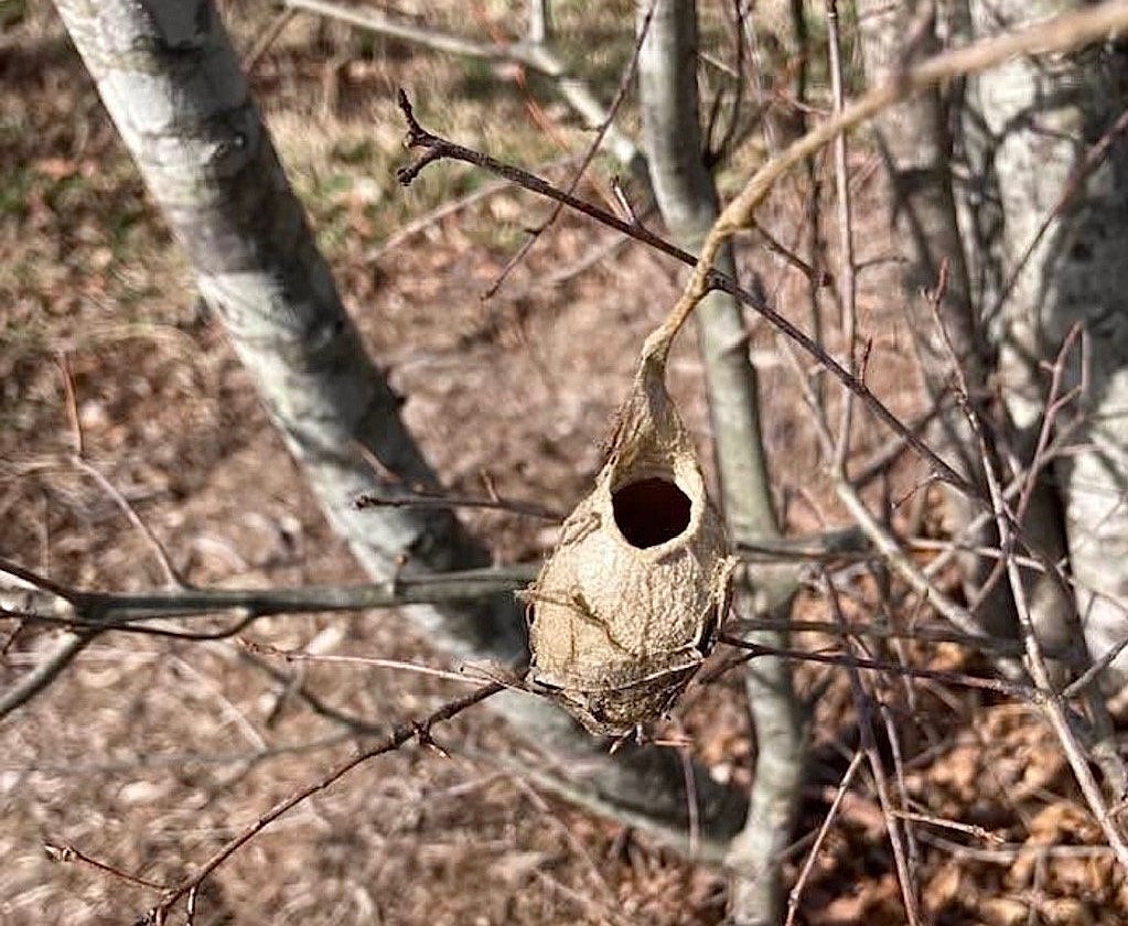 IN THE GARDEN: It’s not a bird’s nest, but a moth’s cocoon | The ...