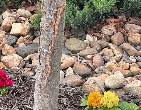 IN THE GARDEN: Fungus on Japanese maple means internal decay ...