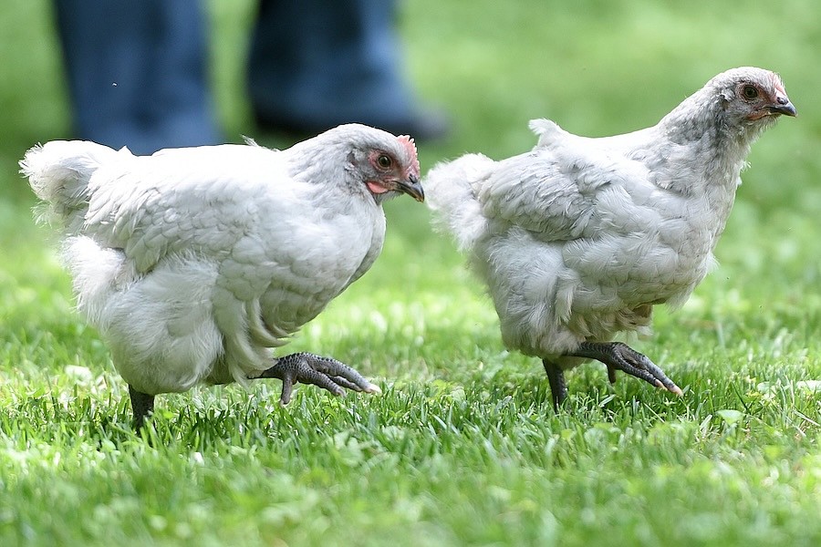 Legislation permitting backyard hens in Chattanooga advances | Chattanooga Times Free Press