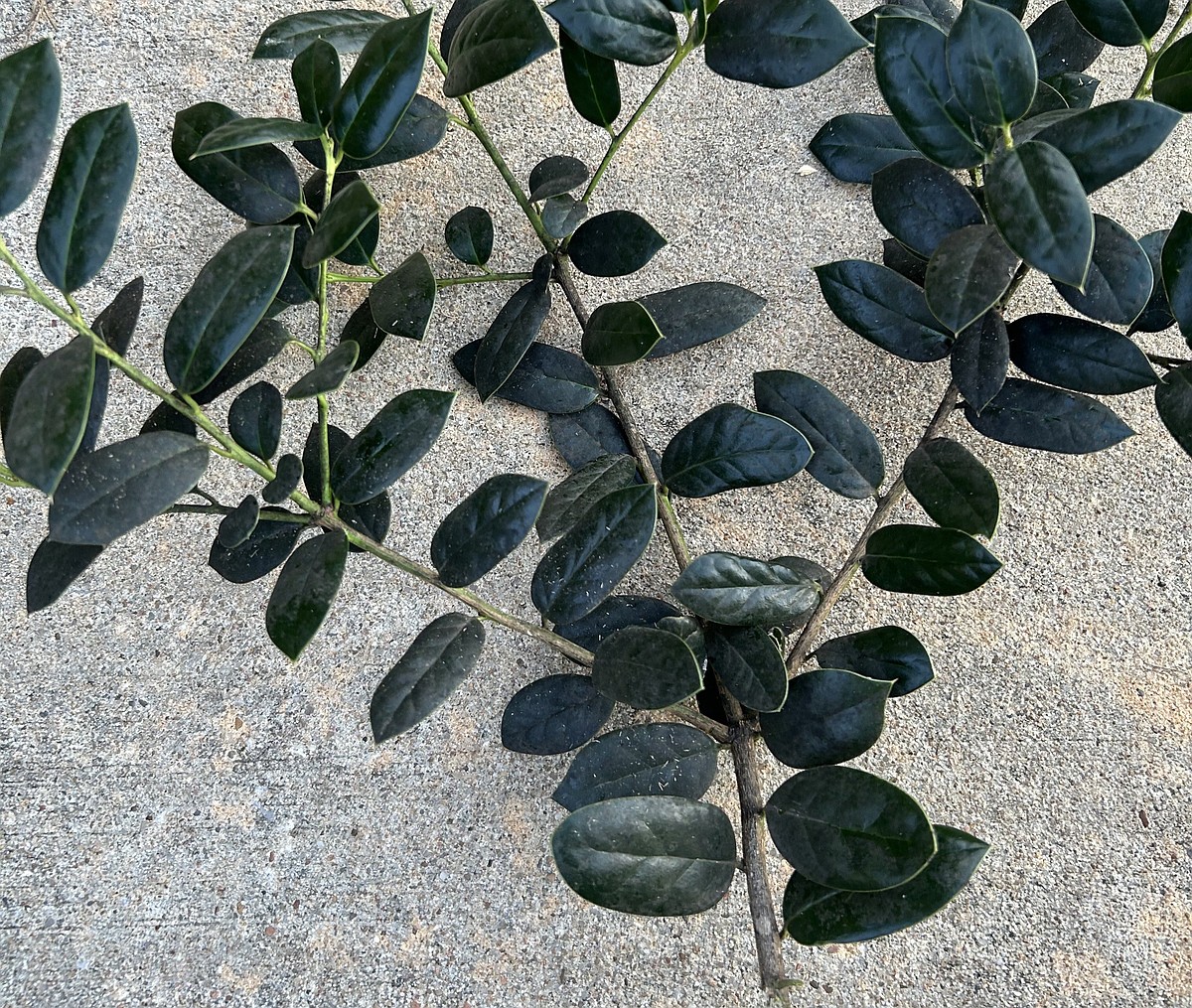 IN THE GARDEN: Insects can infest holly bushes | Northwest Arkansas ...