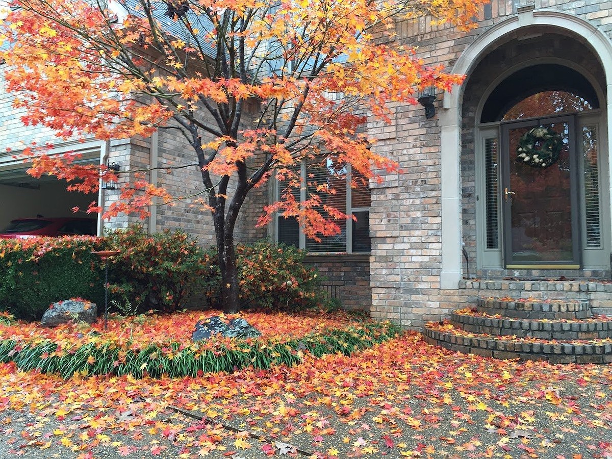 IN THE GARDEN: Japanese maples are wonderful ornamental trees | Northwest Arkansas Democrat-Gazette