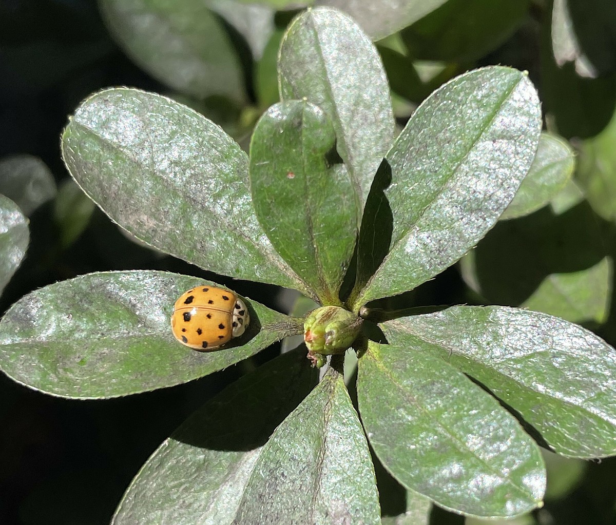 IN THE GARDEN: Overpopulating Asian ladybugs can become nuisance in ...
