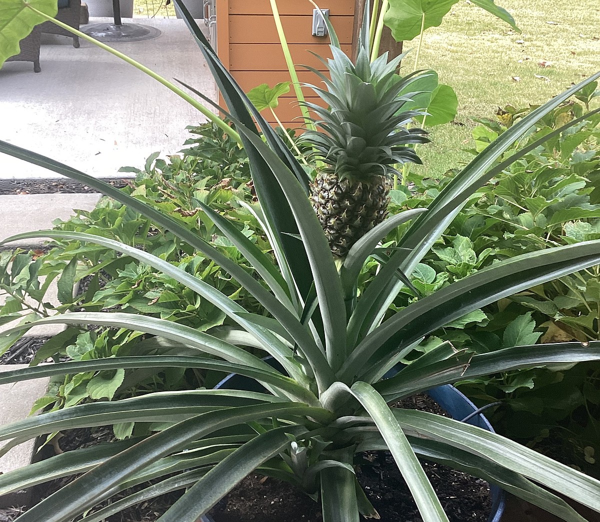 IN THE GARDEN: Harvesting pineapple and taking care of “pups” | The Arkansas Democrat-Gazette ...