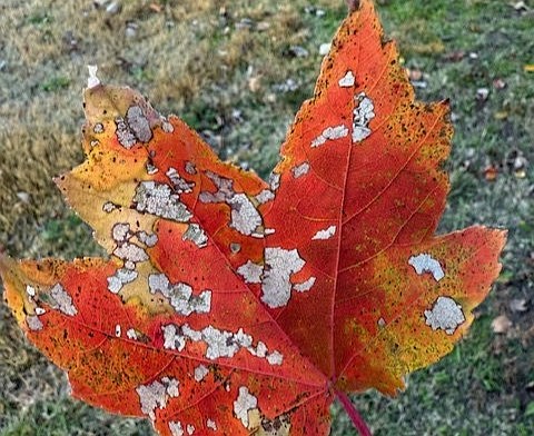 IN THE GARDEN: A reader asks what could be causing spots on this maple ...