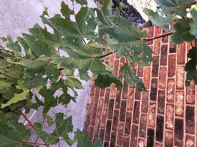 IN THE GARDEN: A reader’s red maple may have been a snack for ...