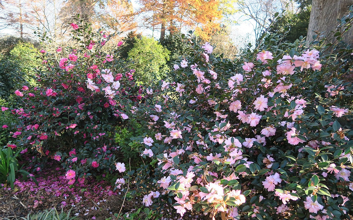 Karma camellia: With new winter-hardy varieties, these beauties are ...
