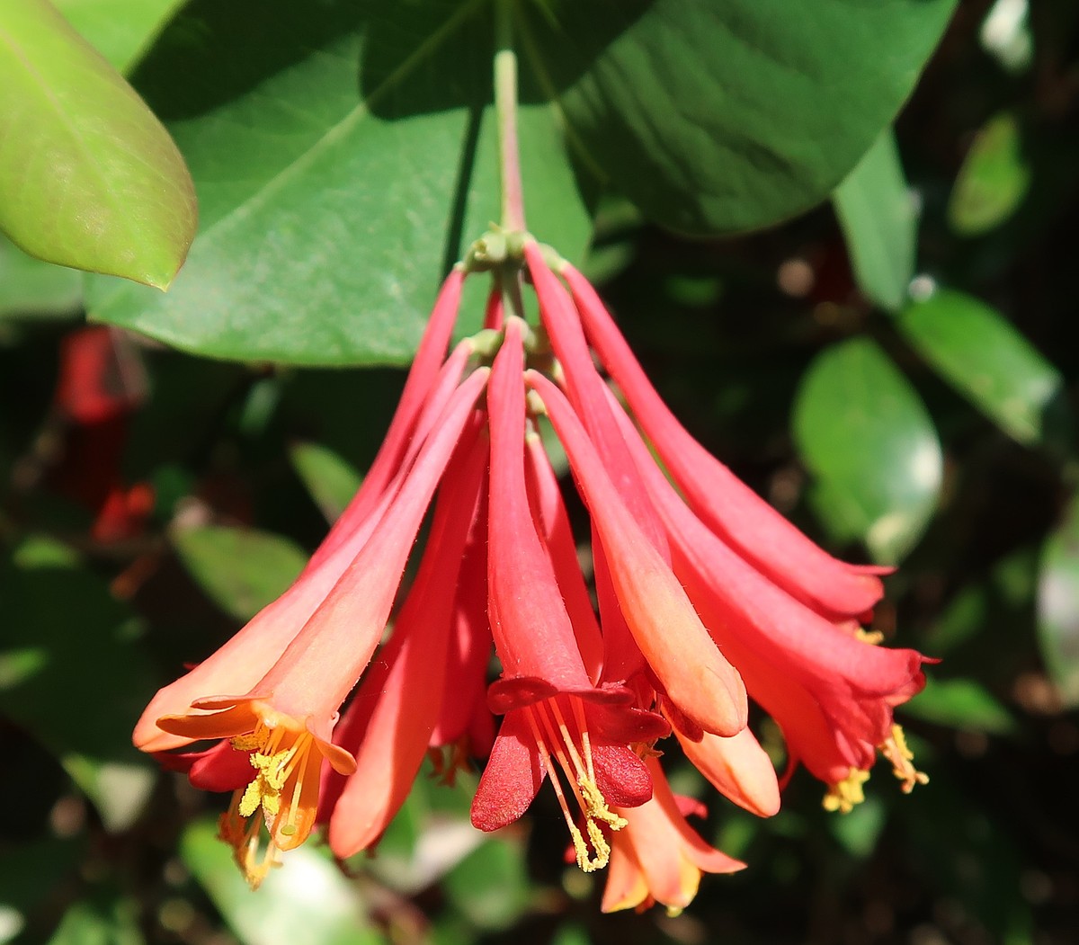 IN THE GARDEN: Coral honeysuckle — a non-invasive option for beautiful ...