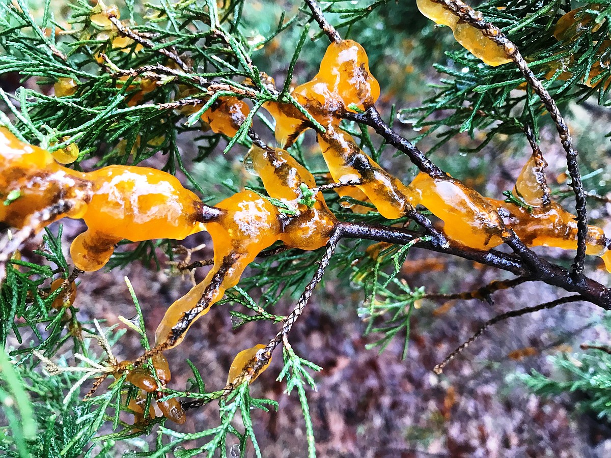 IN THE GARDEN: An orange gooey substance, known as cedar-quince rust ...