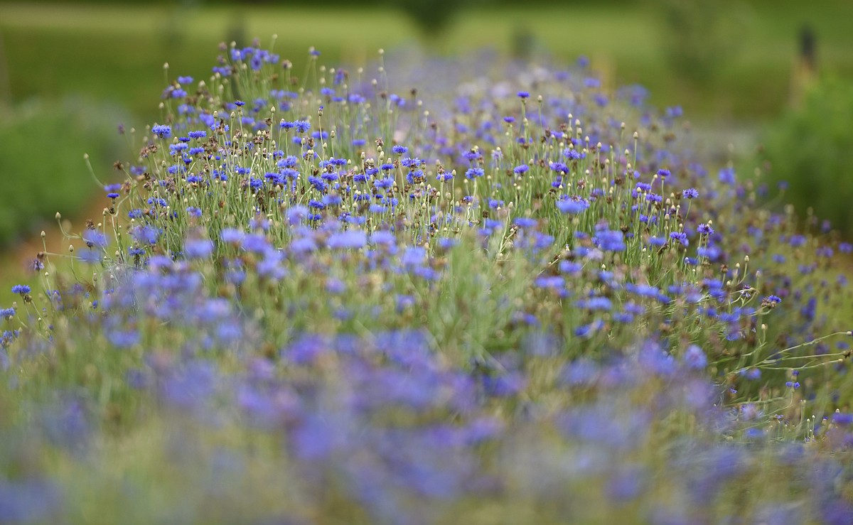 Video: New Hixson business Moser Manor Farms has flowers, goats ...