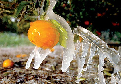 Florida's citrus crops survive cold snap, group says | The Arkansas ...