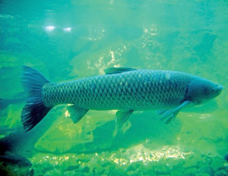 The fish that eats salad