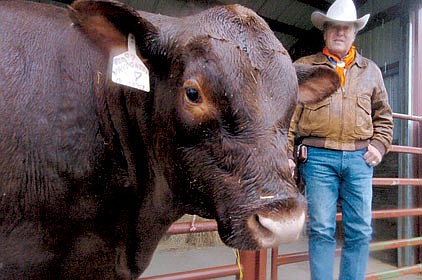 Red Poll bull lives up to princely genes | Northwest Arkansas Democrat ...