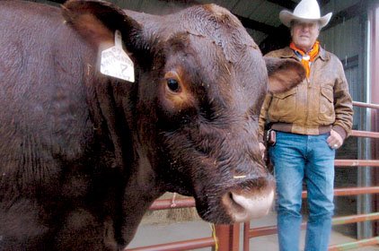 Red Poll bull lives up to princely genes | Northwest Arkansas Democrat ...