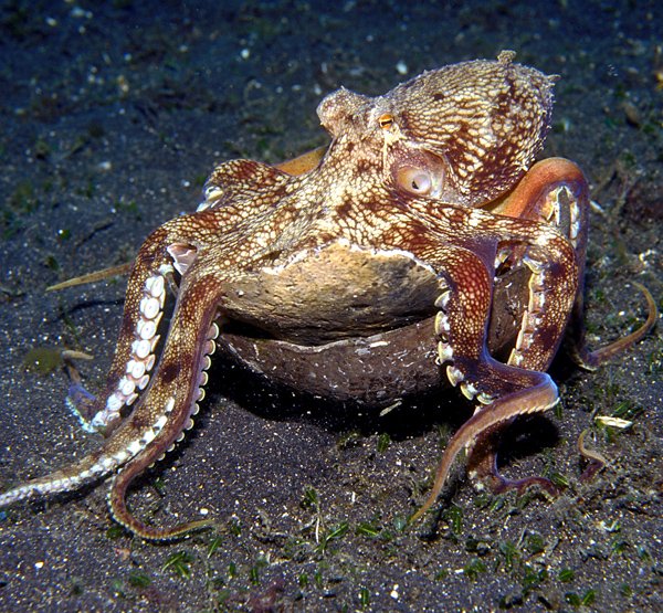 Octopus seen building coconut shell shelter | The Arkansas Democrat ...