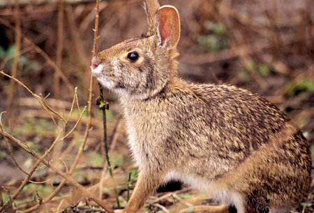 outdoors Hunting rabbits that swim | The Arkansas Democrat-Gazette ...
