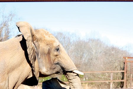 QUITMAN: Elephant sanctuary celebrates milestone | The Arkansas ...