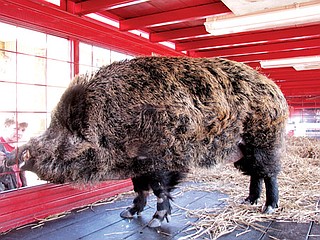 Tusk III to succeed Tusk II | The Arkansas Democrat-Gazette - Arkansas ...