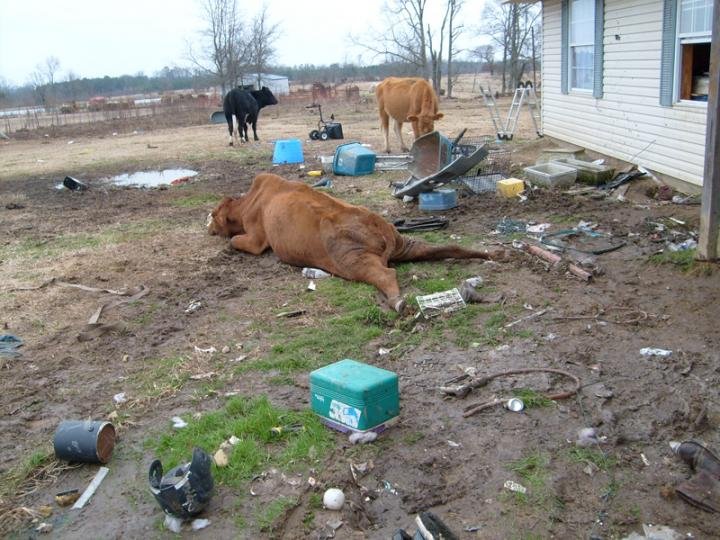 Moooove over homeowner: Cows invade house