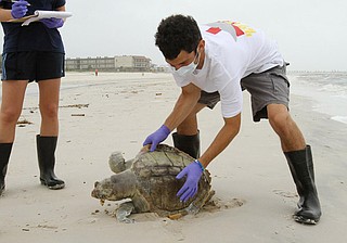 No oil found on 29 dead turtles in Gulf of Mexico | The Arkansas ...
