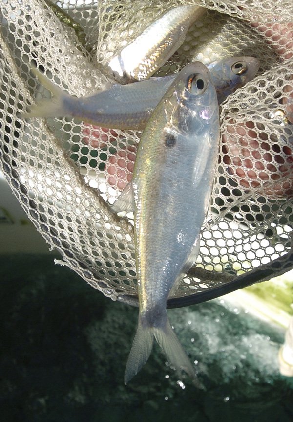 Loch Lomond Stocked With Shad | Northwest Arkansas Democrat-Gazette