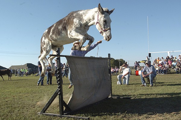 LISTEN: What's Up podcast - The Annual Pea Ridge Mule Jump | Northwest ...