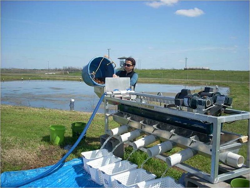Louisiana scientist lights way to crawfish brawn | The Arkansas ...
